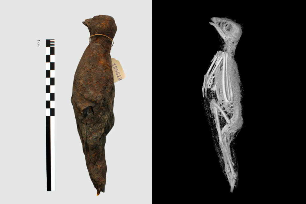 X-ray Insights: What Lies Beneath Mummy Wrappings? - Linev Innovations