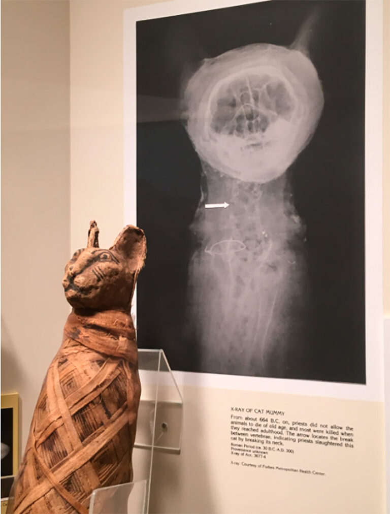 X-ray Insights: What Lies Beneath Mummy Wrappings? - Linev Innovations